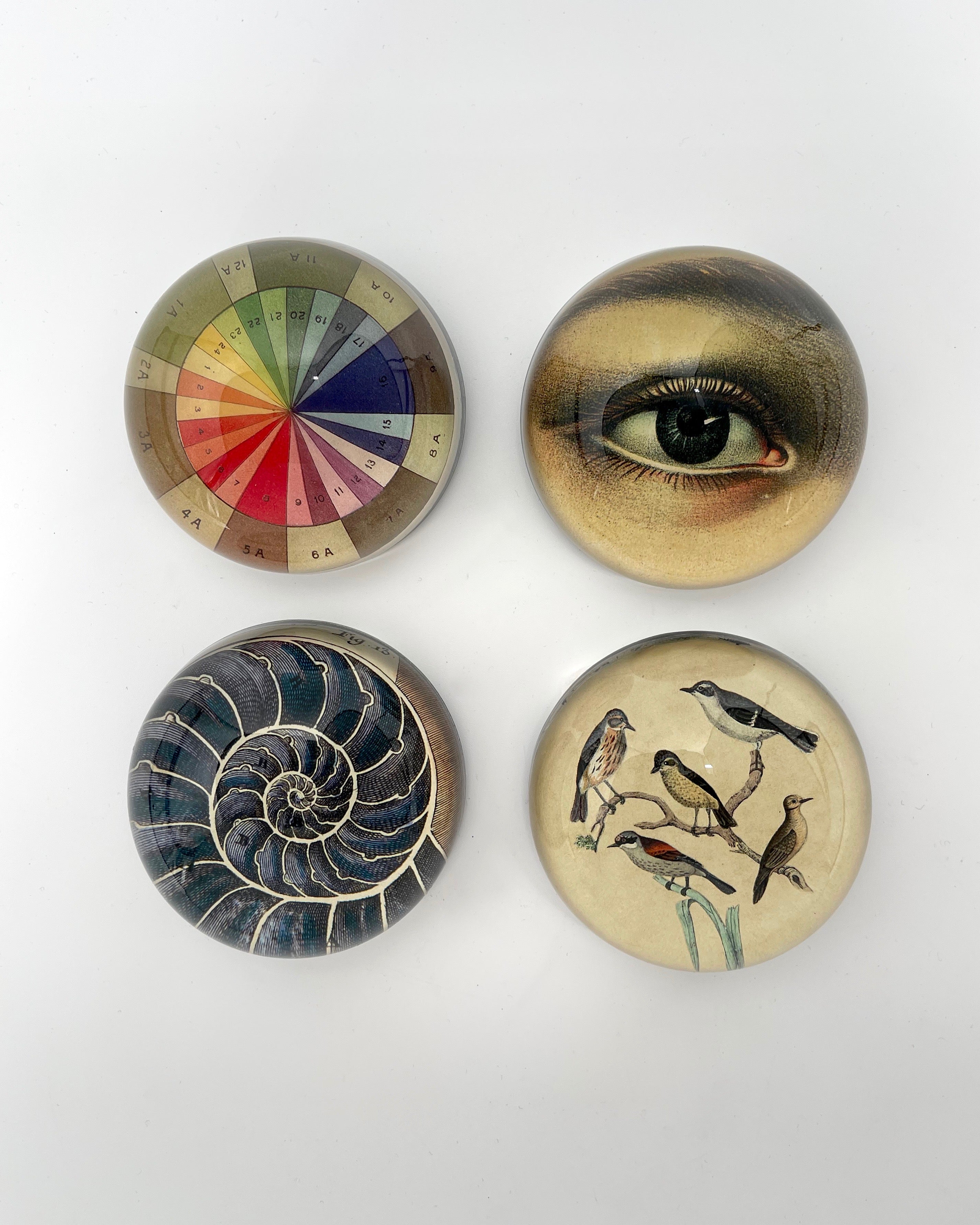 John Derian Dome Paperweights – MOTTO Harvard Square