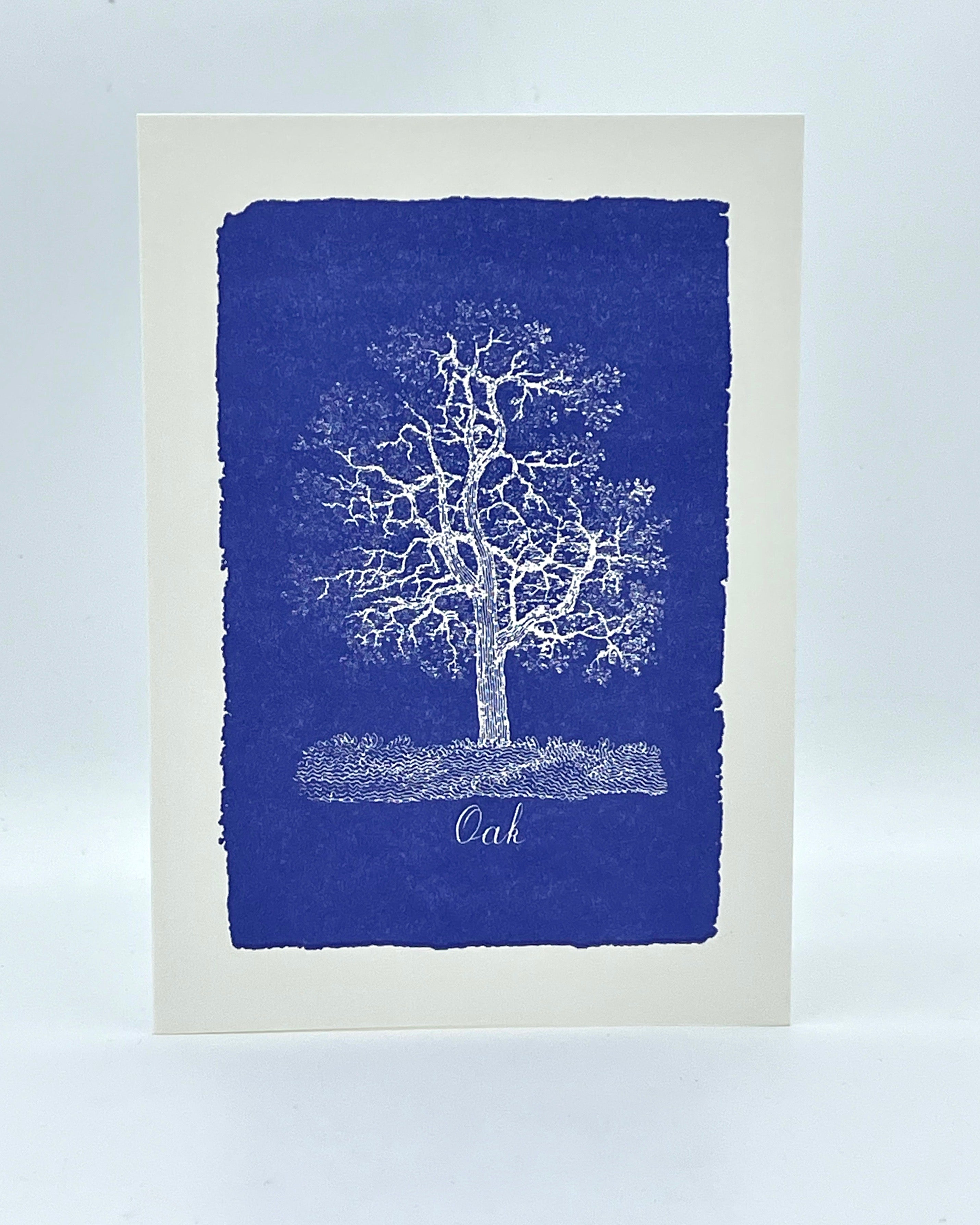 Natural History Oak Tree Card – MOTTO Harvard Square